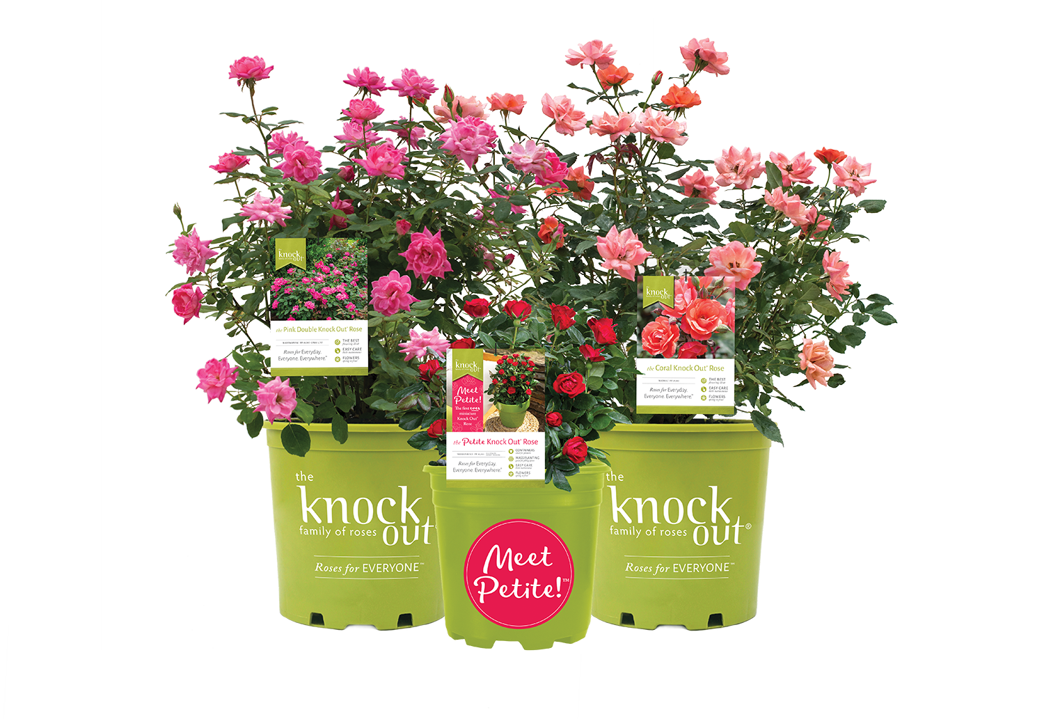 The Knock Out® Family of Roses