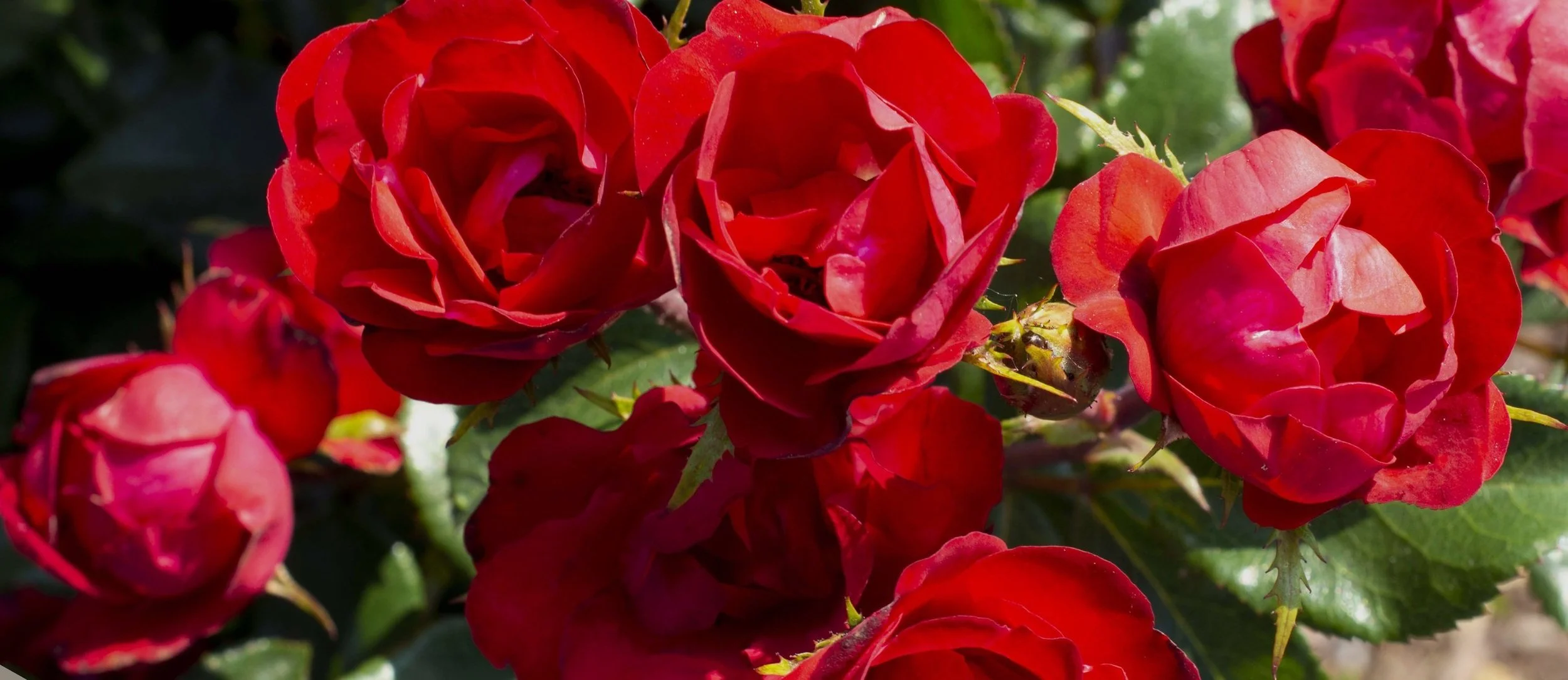 3 Ways to Enjoy Petite Knock Out® — The Knock Out® Family of Roses