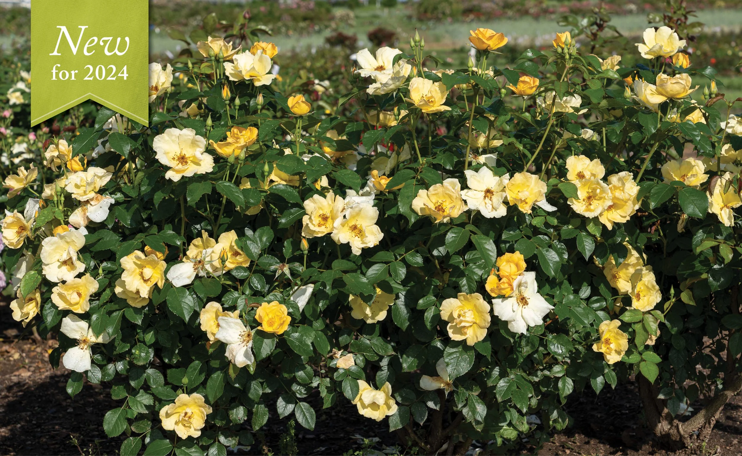 Easy Bee-zy™ Knock Out® — The Knock Out® Family of Roses