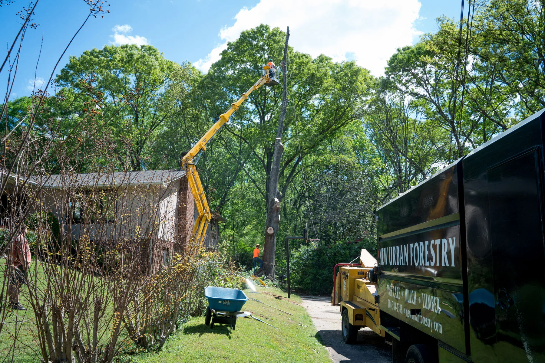 Tree Service — New Urban Forestry