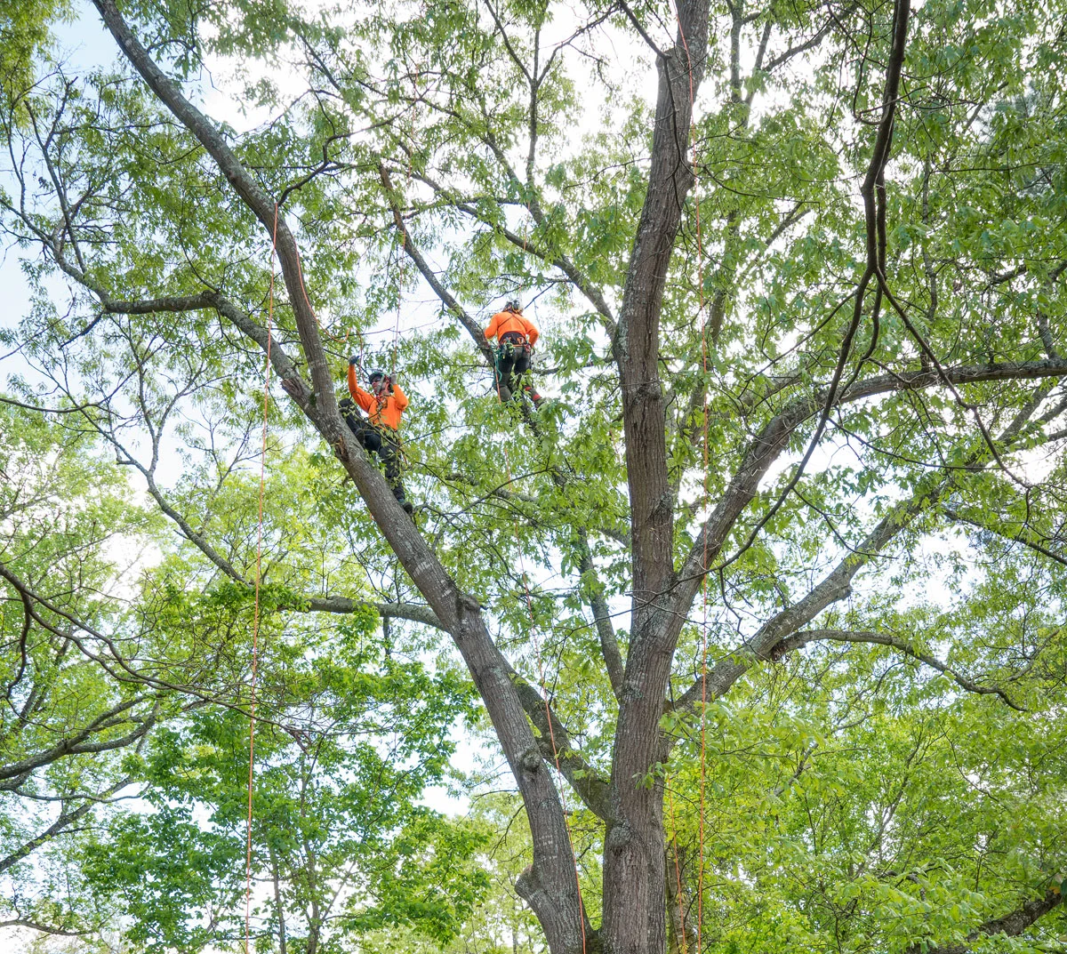 Tree Service — New Urban Forestry