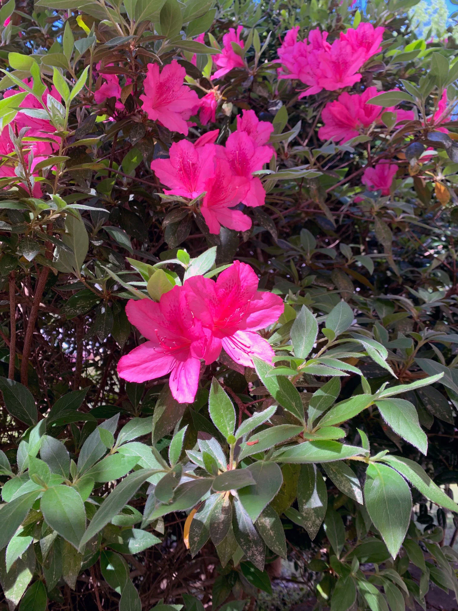 Azaleas — New Urban Forestry