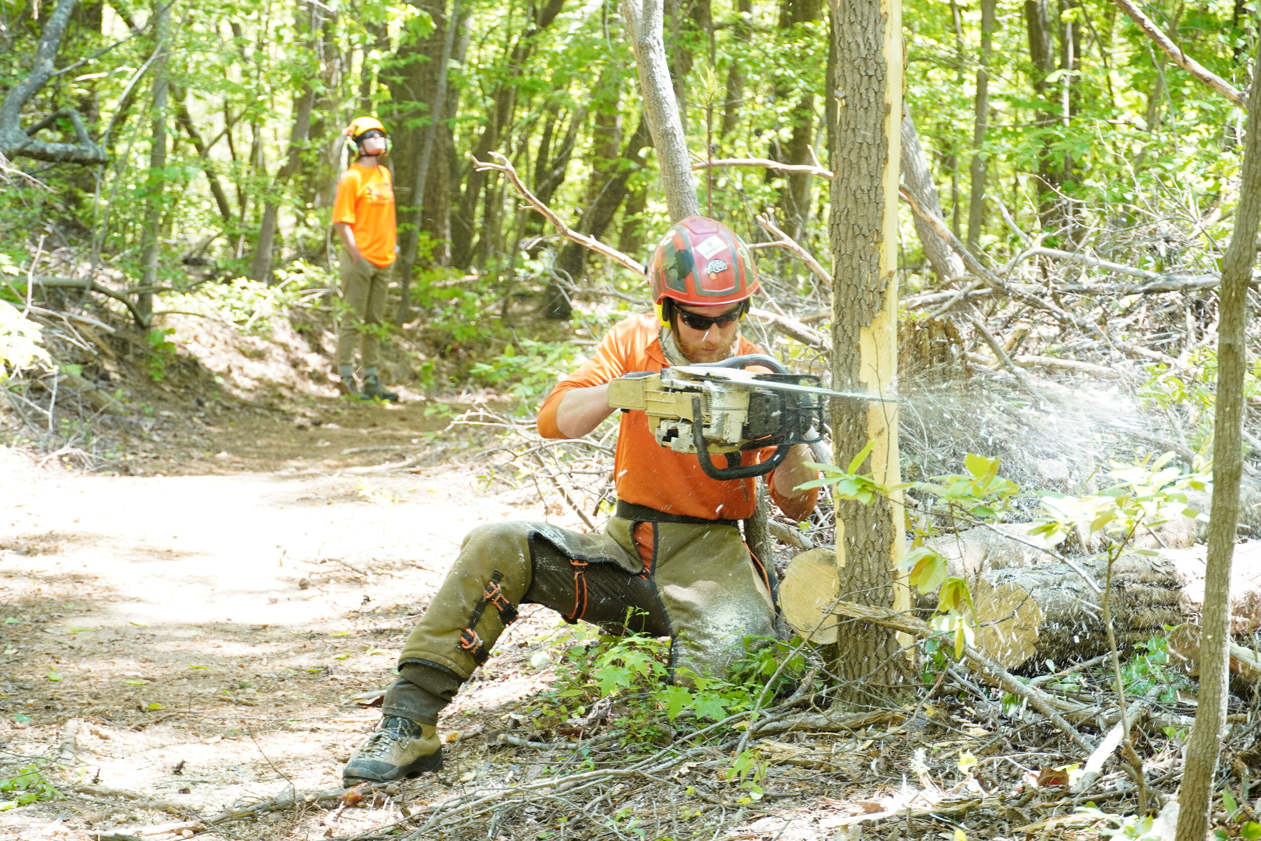 New Urban Forestry Gallery — New Urban Forestry