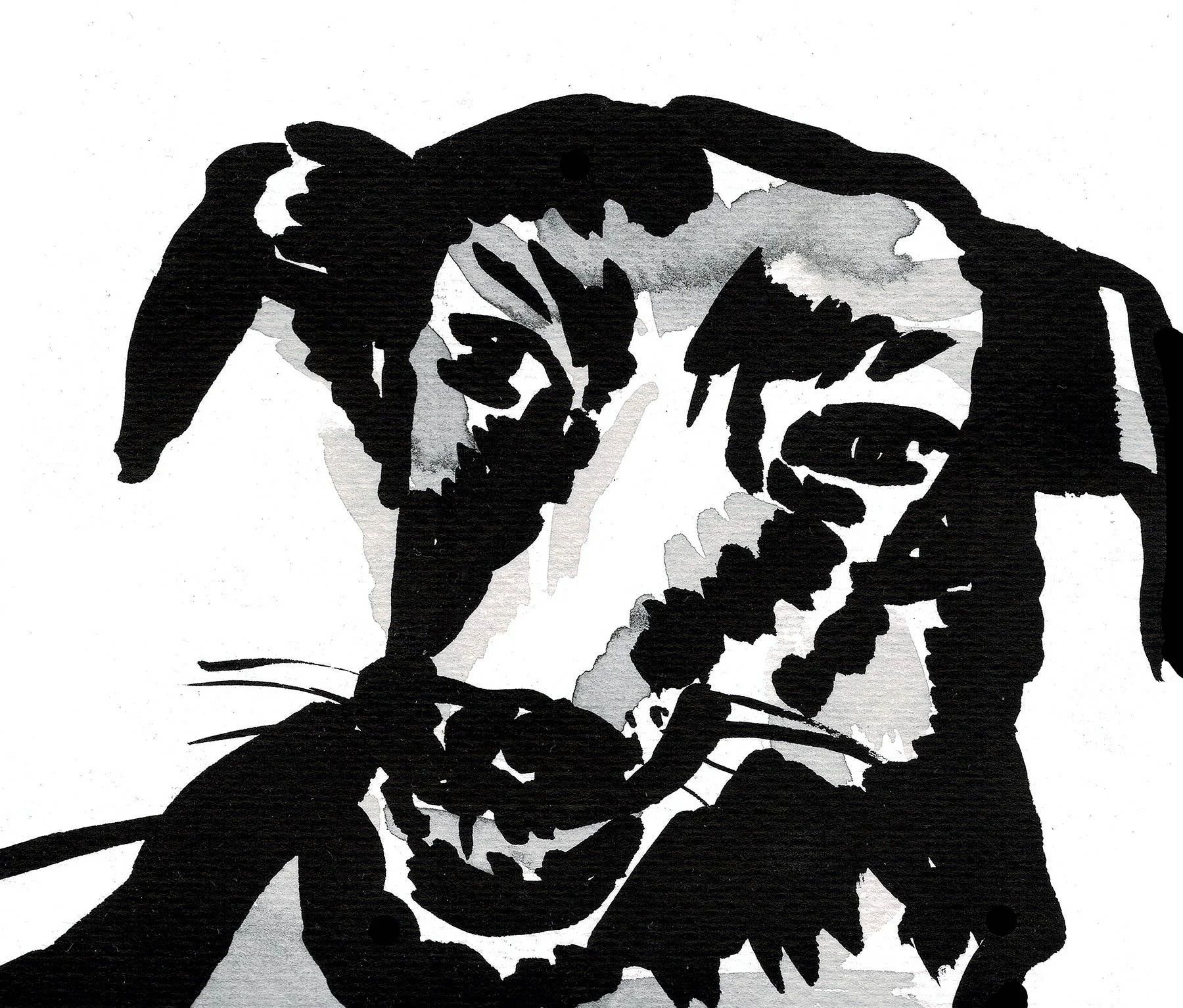 Animals — Eva Kelly Illustration