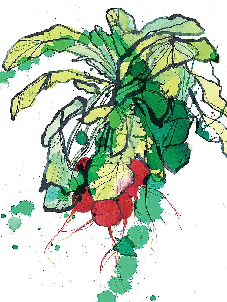 Eva Kelly Illustration