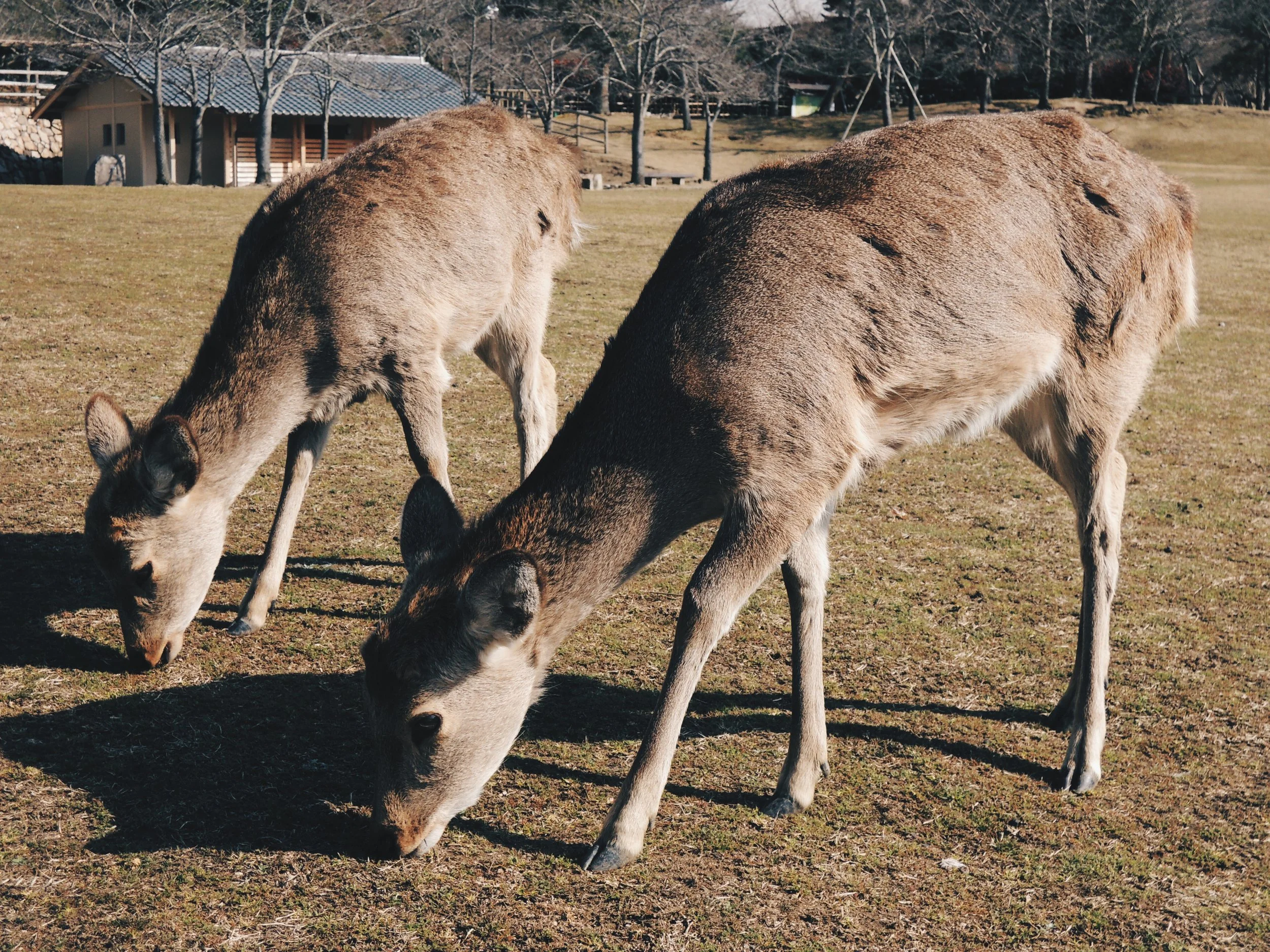 Follow the Deer Leader in Nara: A Guide to Day Tripping from Kyoto or ...