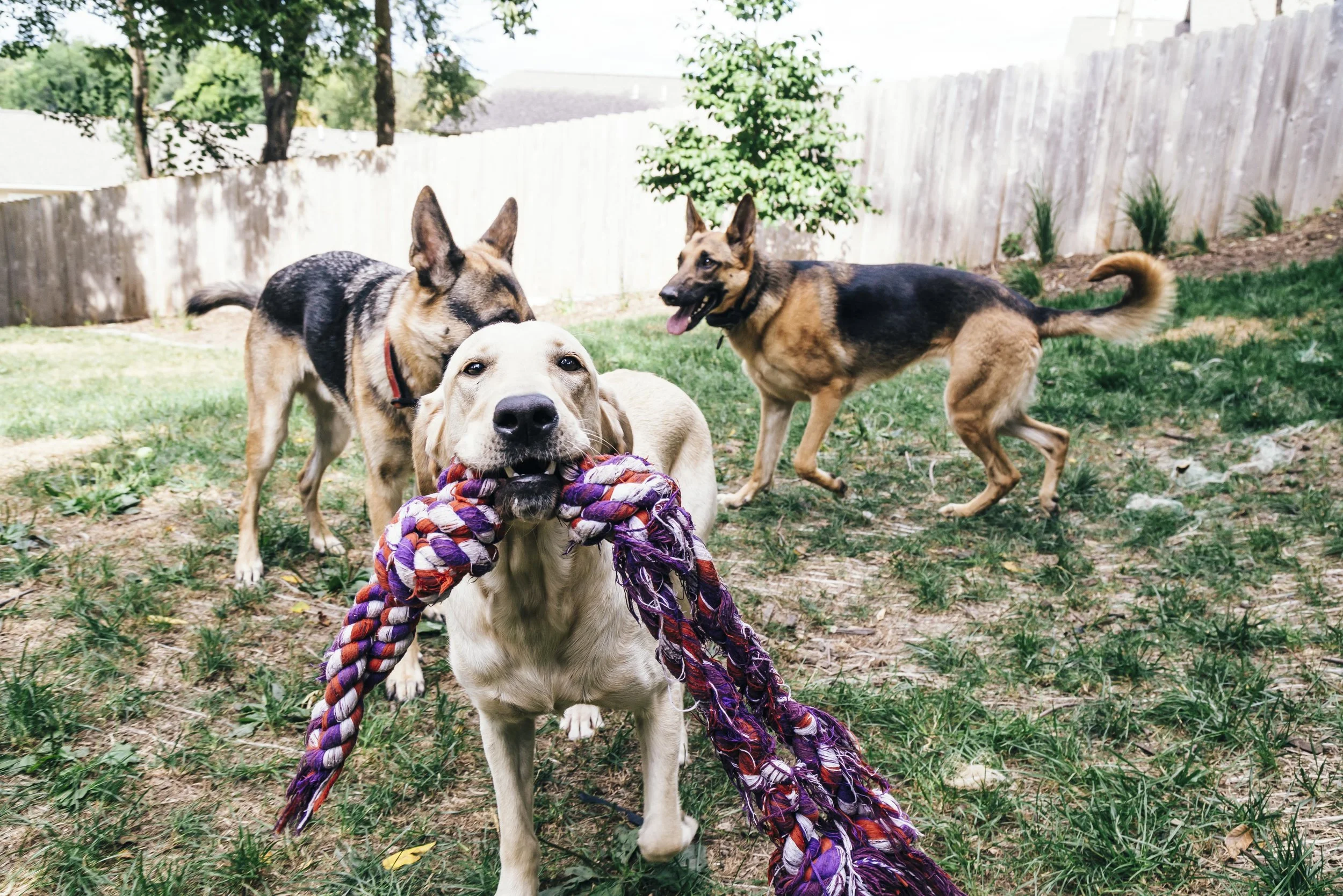 Bounding Hound
