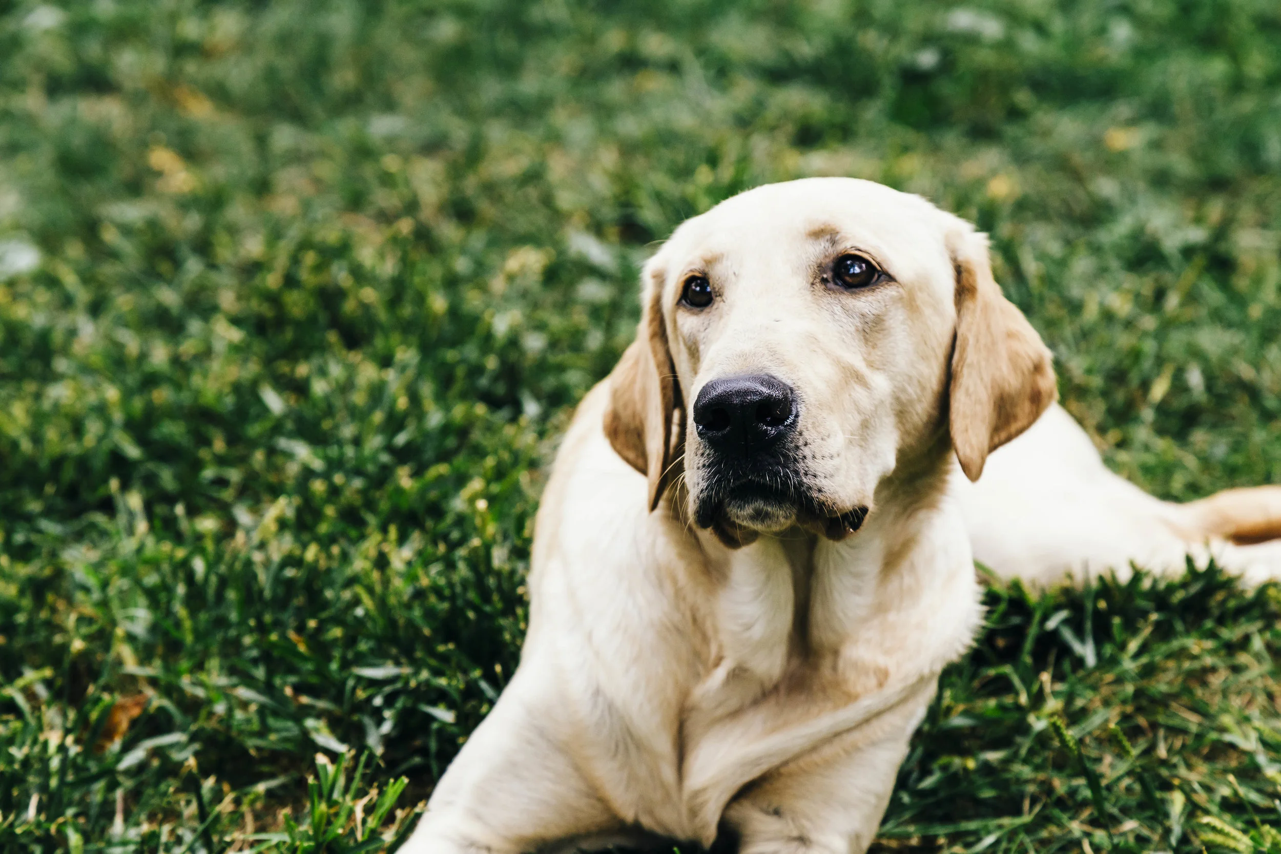 Photos — Bounding Hound