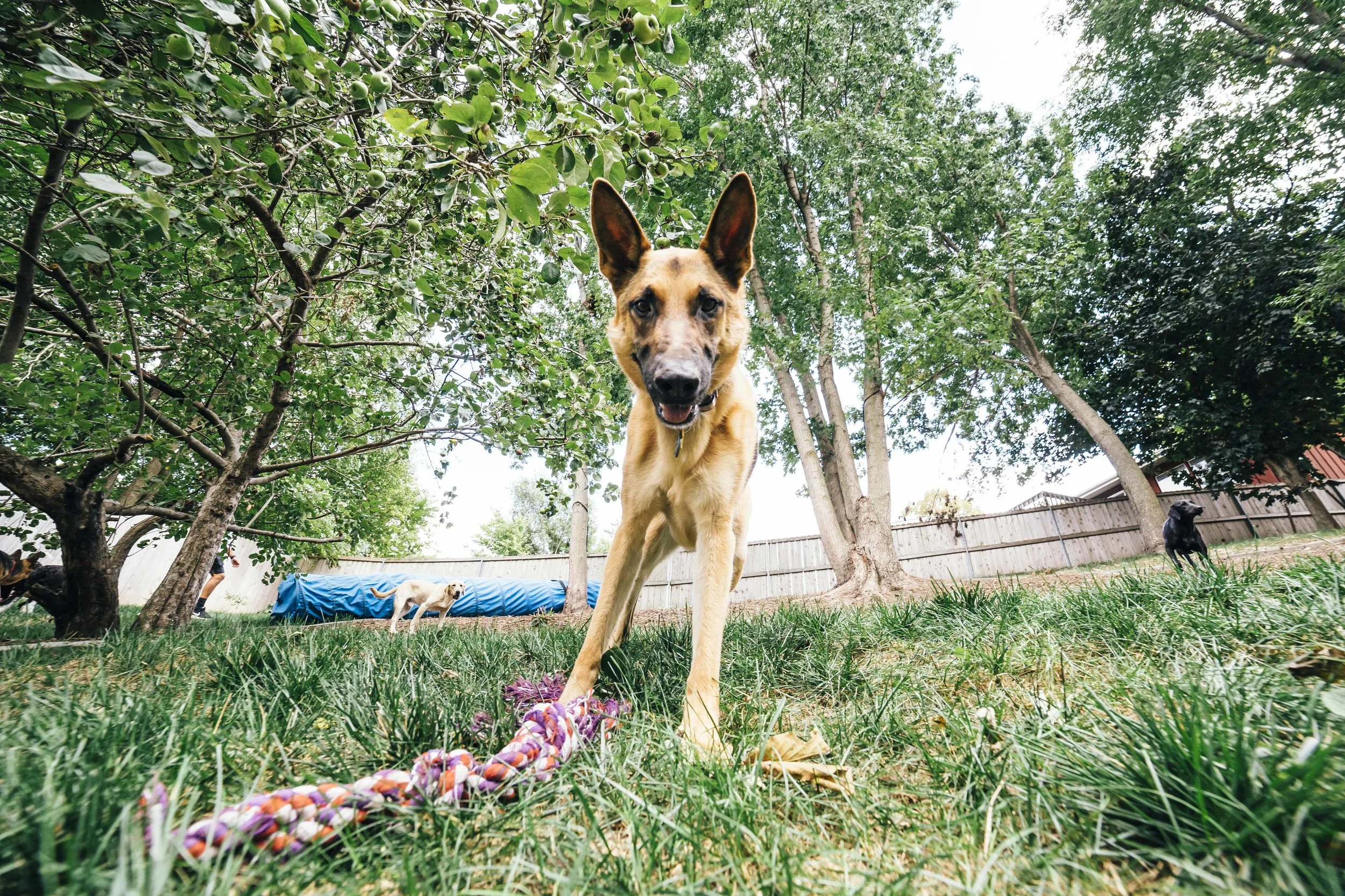 Photos — Bounding Hound