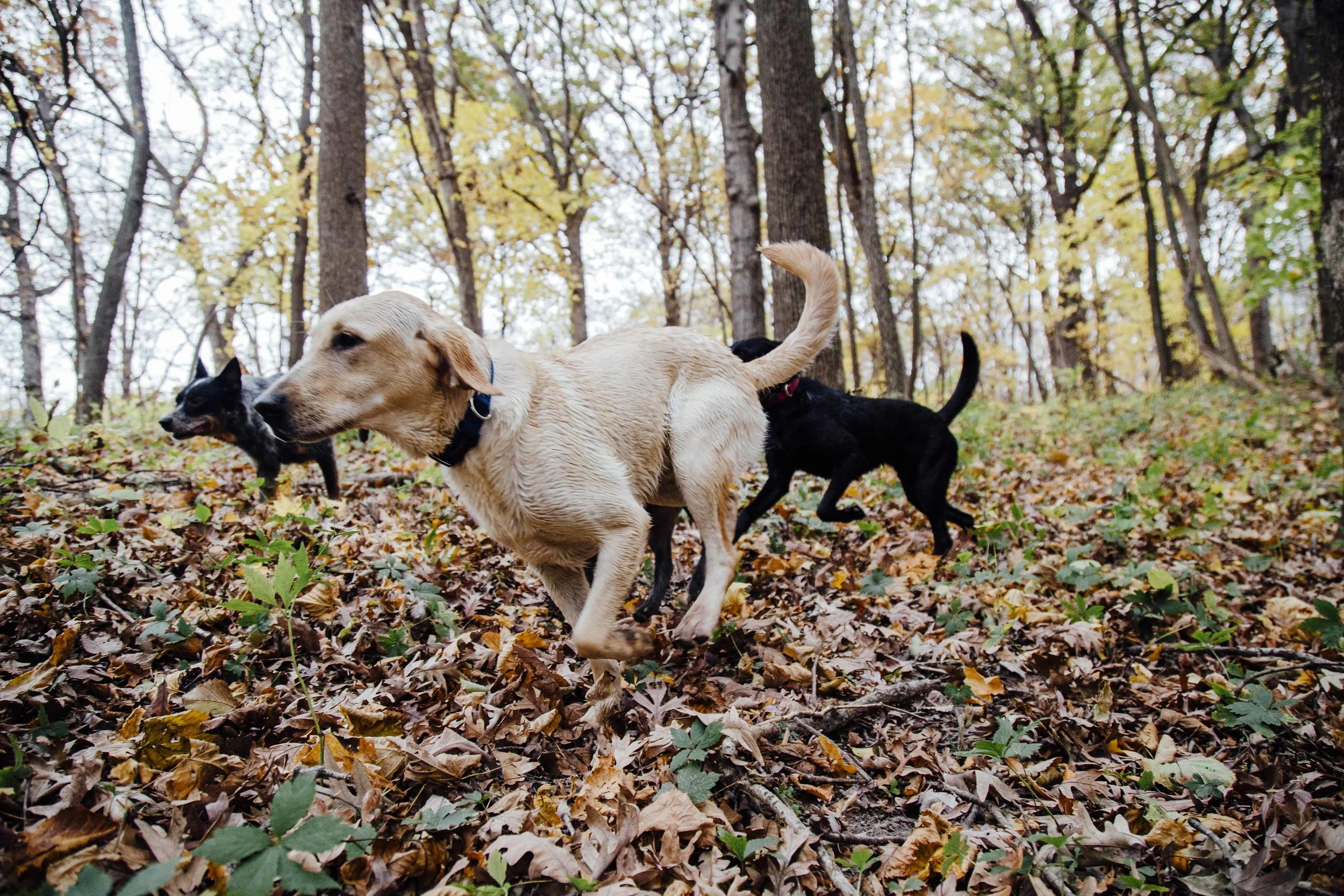 About — Bounding Hound