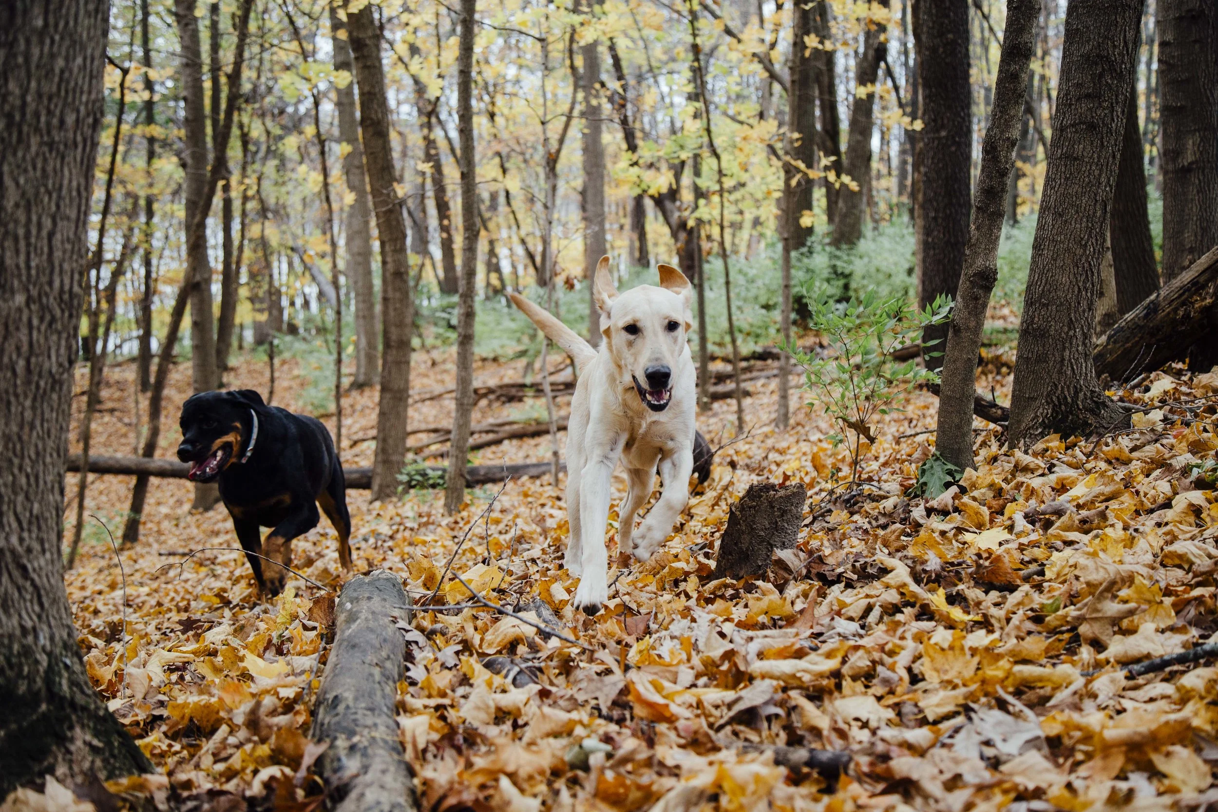 Bounding Hound