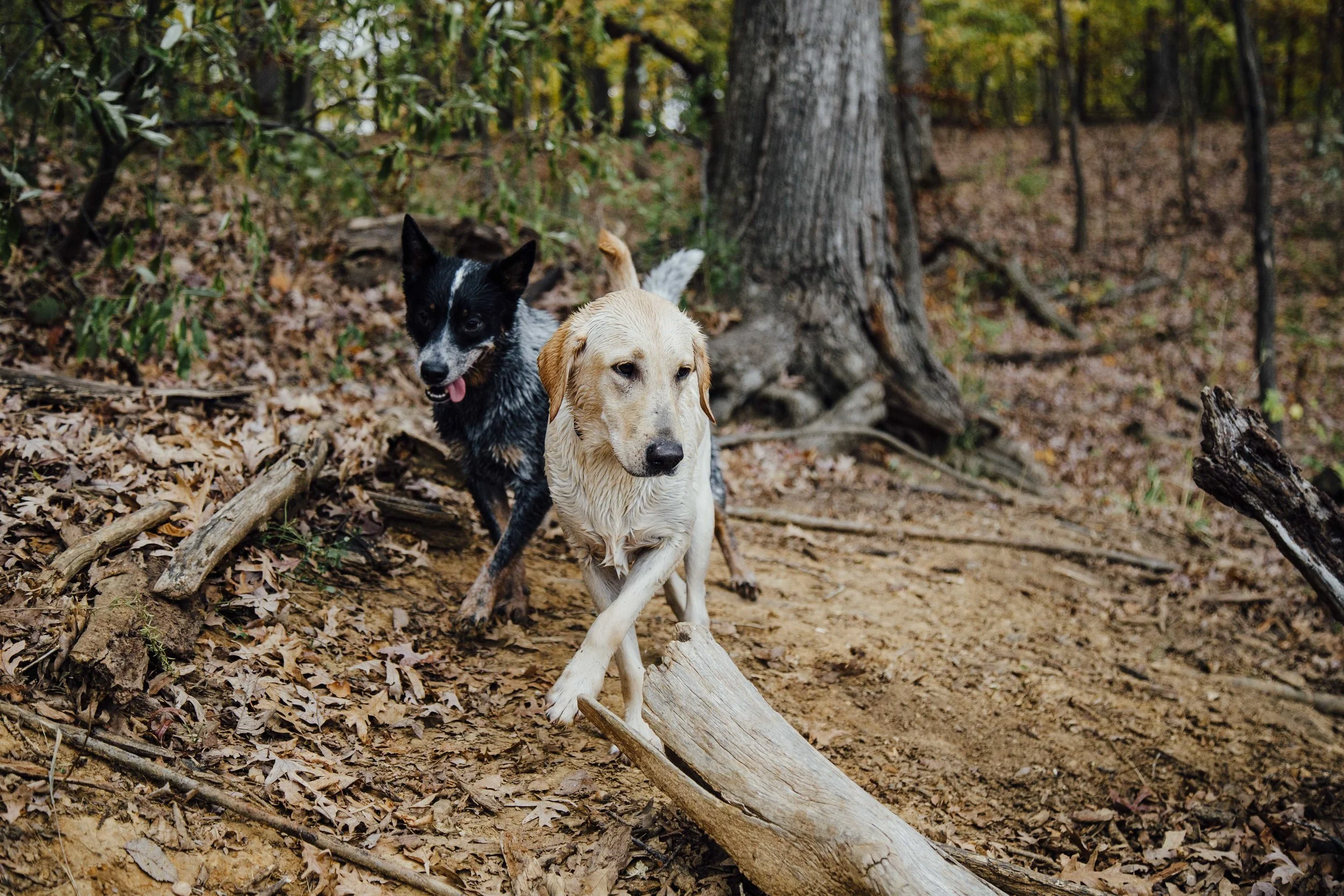 Photos — Bounding Hound