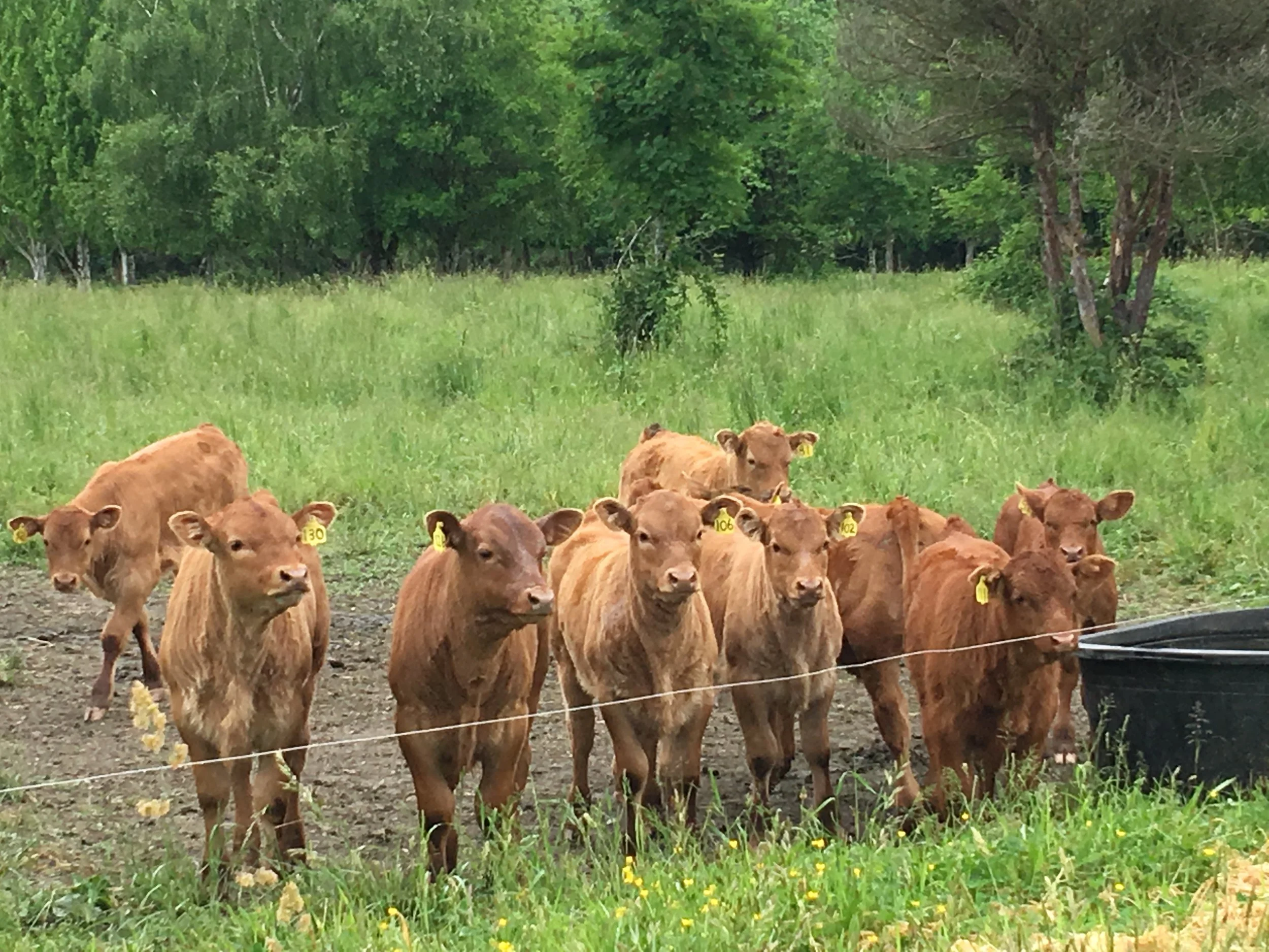 Triple A Cattle Company-Seattle's Best Grain Finished Beef