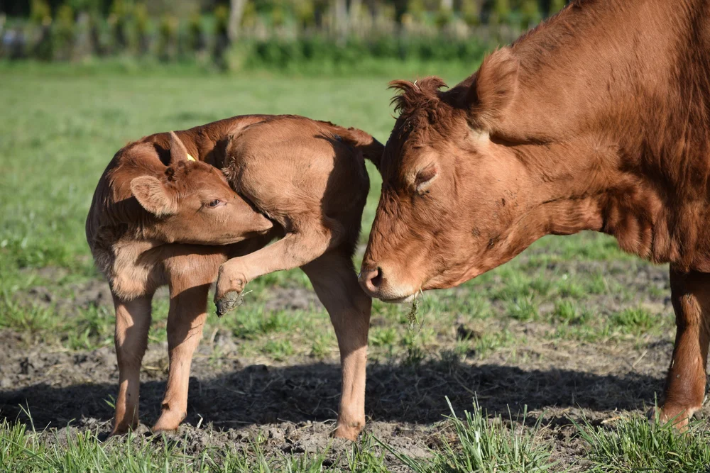 Triple A Cattle Company Triple A Cattle Company Beef for sale in ...