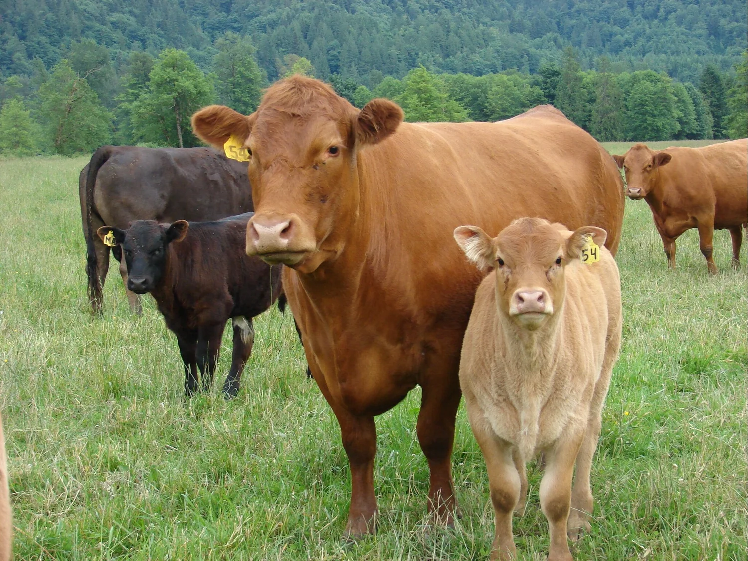 Triple A Cattle Company-Seattle's Best Grain Finished Beef