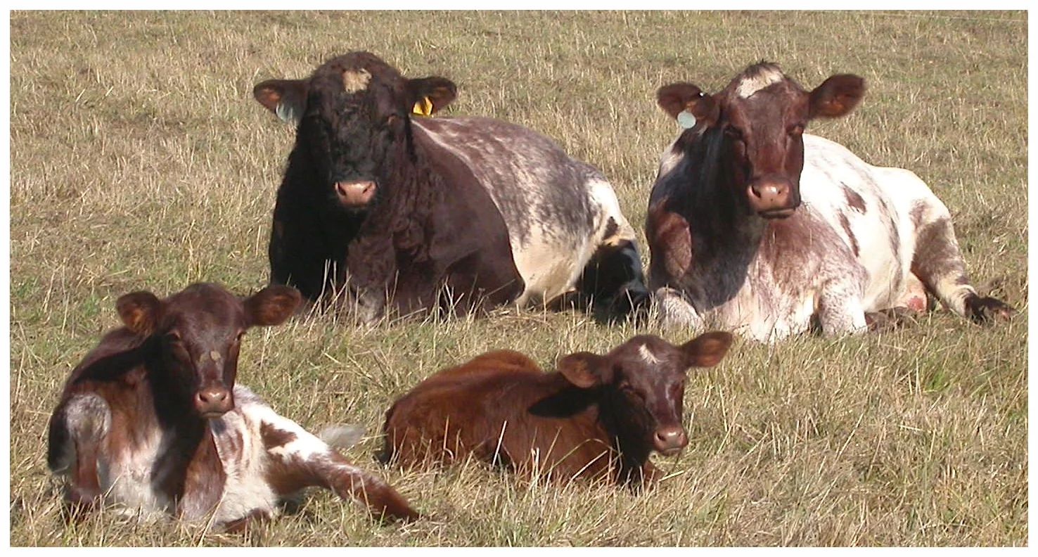 Why Heritage? — Heritage Shorthorn Society