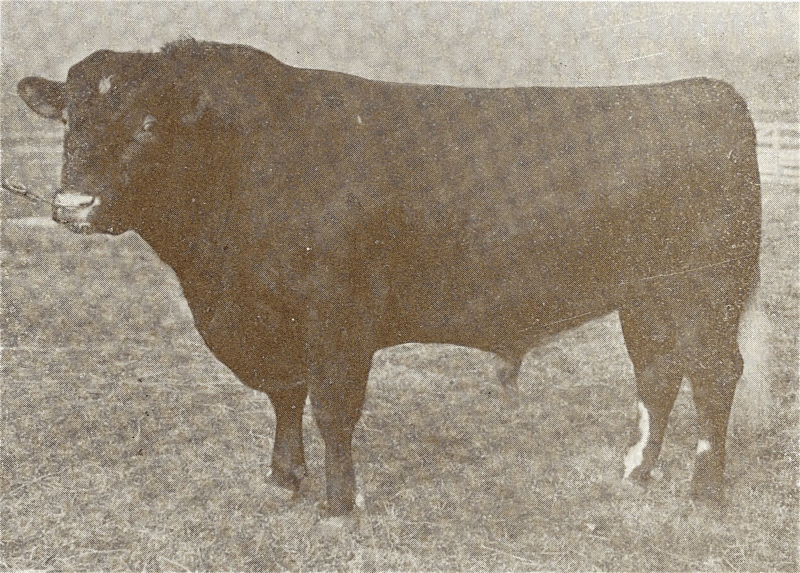 Polled Durhams, 1880-1920+ — Heritage Shorthorn Society