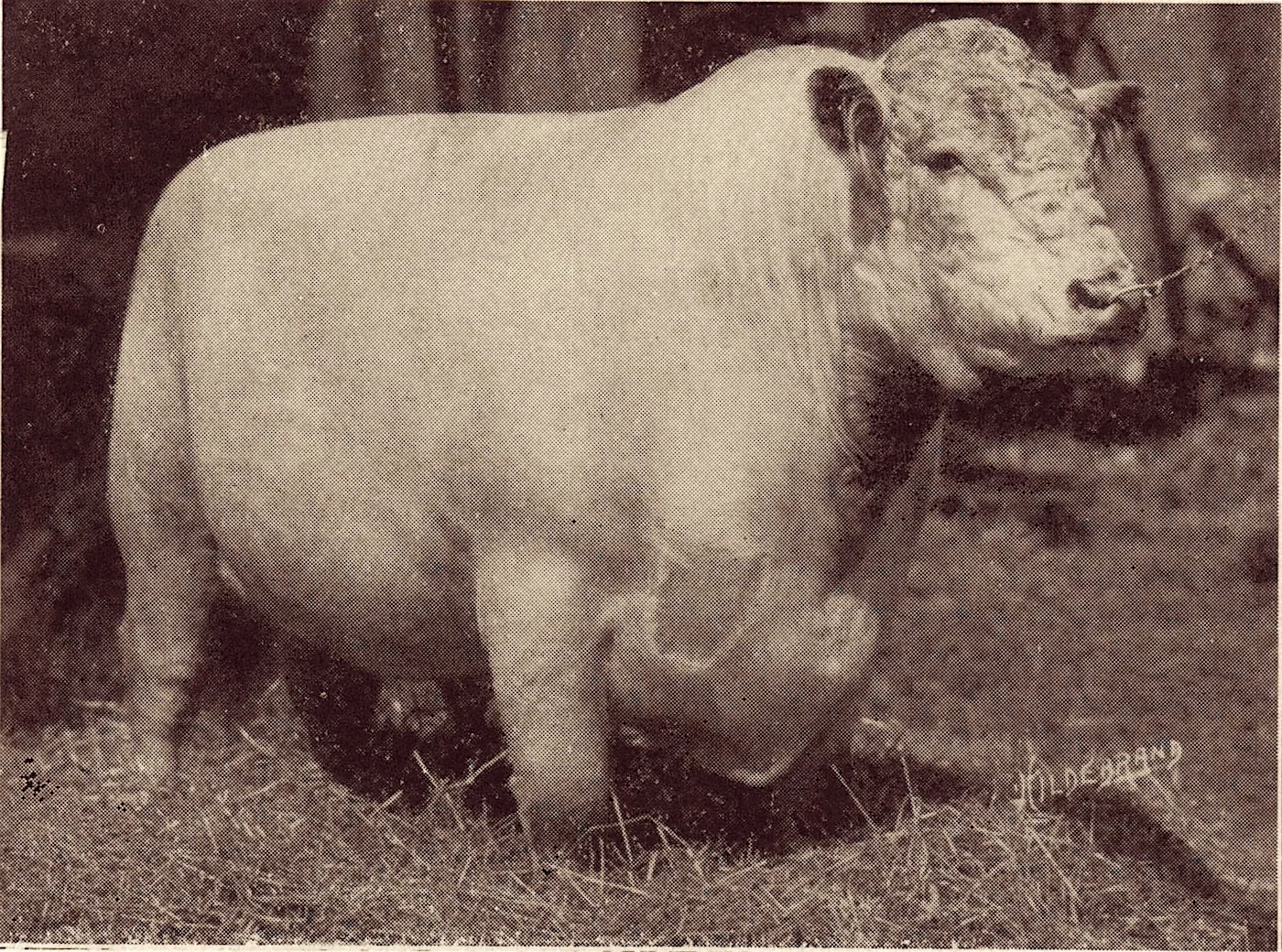 Polled Durhams, 1880-1920+ — Heritage Shorthorn Society