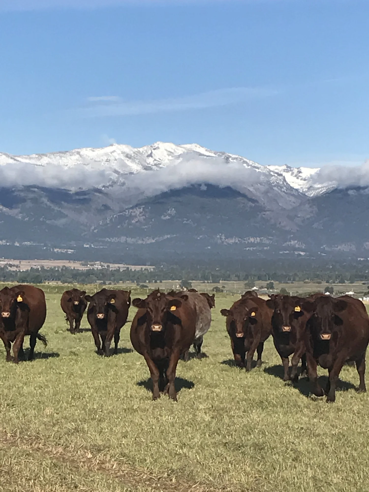 Shorthorn Cattle Herd