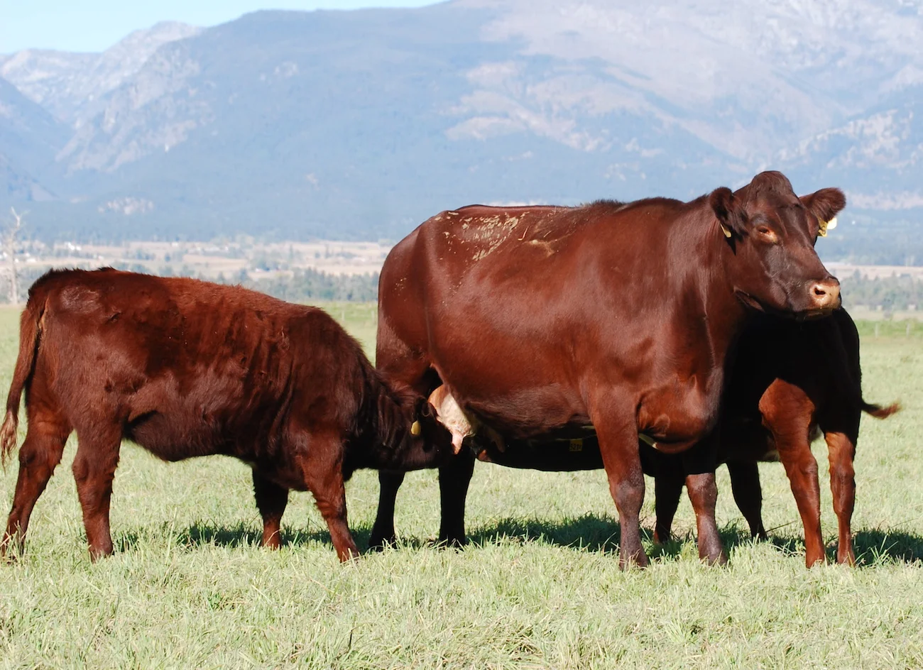 Maternal Genetics — Cattle Viewpoints — Heritage Shorthorn Society