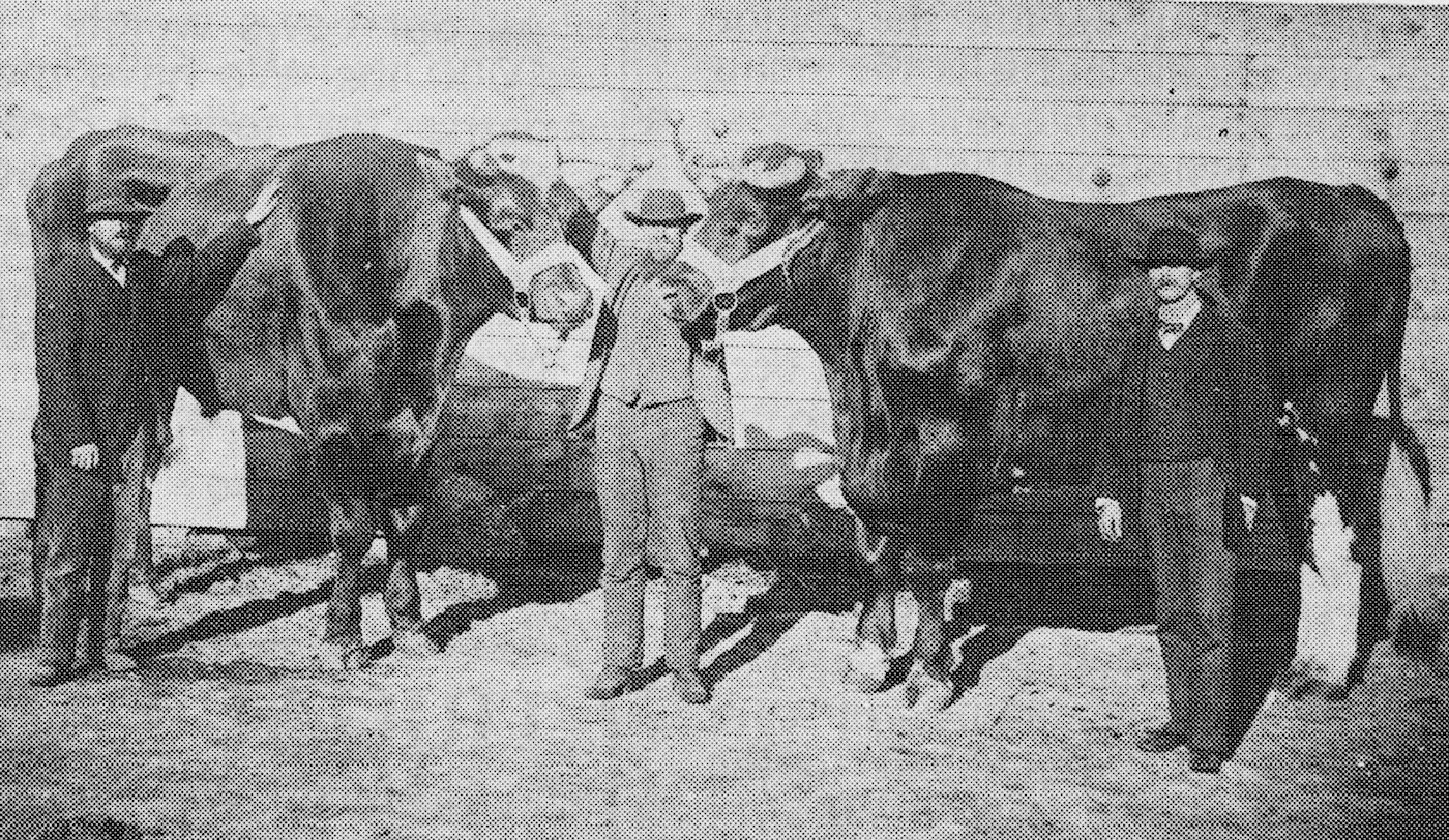 Pictures from the Past, page 1 — Heritage Shorthorn Society