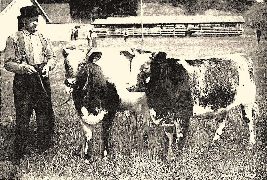 Cattle for Sale — Heritage Shorthorn Society