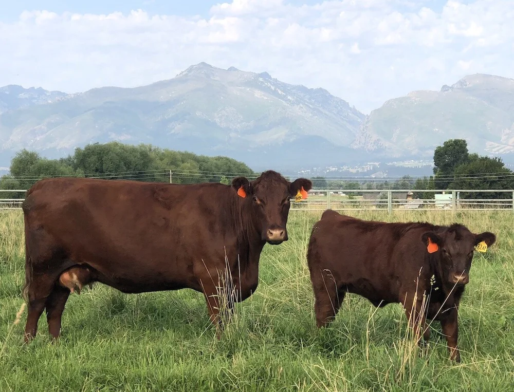 Cow Efficiency: The Aspects of Maternal Cattle — Heritage Shorthorn Society