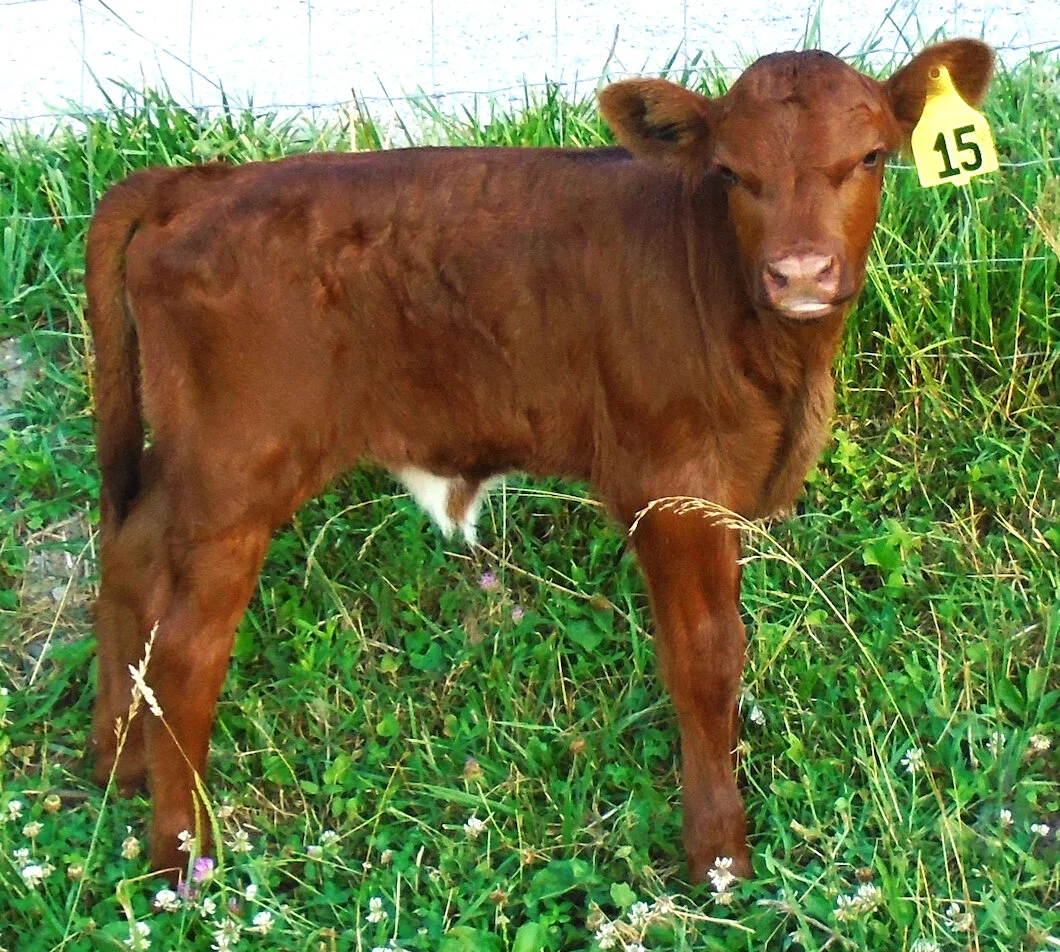 Calf of the Month — Heritage Shorthorn Society
