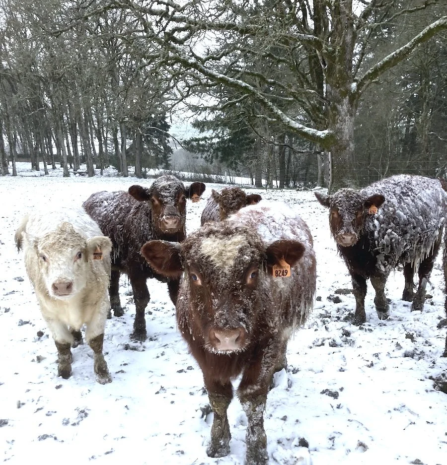 Heritage Shorthorn Society