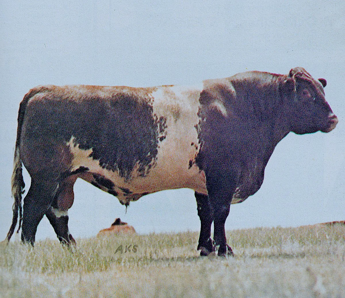 Opportunities — Heritage Shorthorn Society