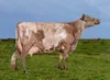 "Shorthorns"--What's in a Name? — Heritage Shorthorn Society