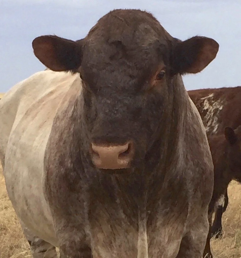 "Shorthorns"--What's in a Name? — Heritage Shorthorn Society