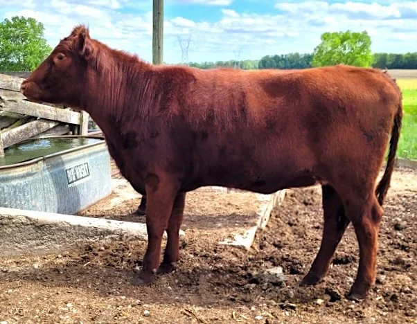 Cattle for Sale — Heritage Shorthorn Society