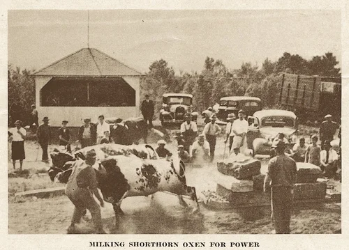 Pictures from the Past, page 2 — Heritage Shorthorn Society