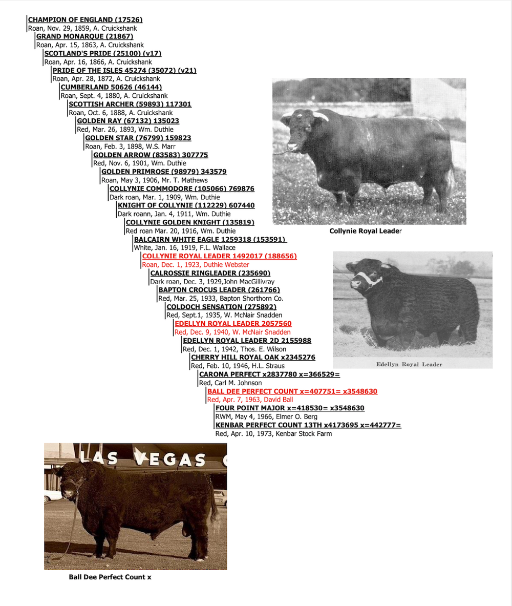 Foundation Sire Lineages — Heritage Shorthorn Society