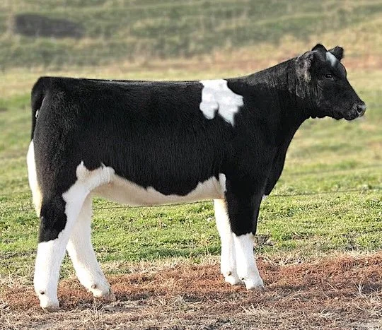 World Shorthorn Conference Presentation: Heritage Shorthorns In A ...