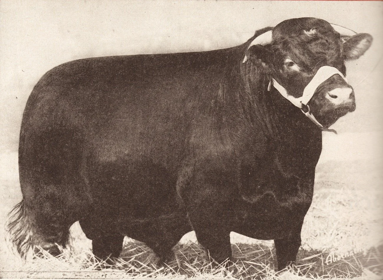 "Shorthorns"--What's in a Name? — Heritage Shorthorn Society