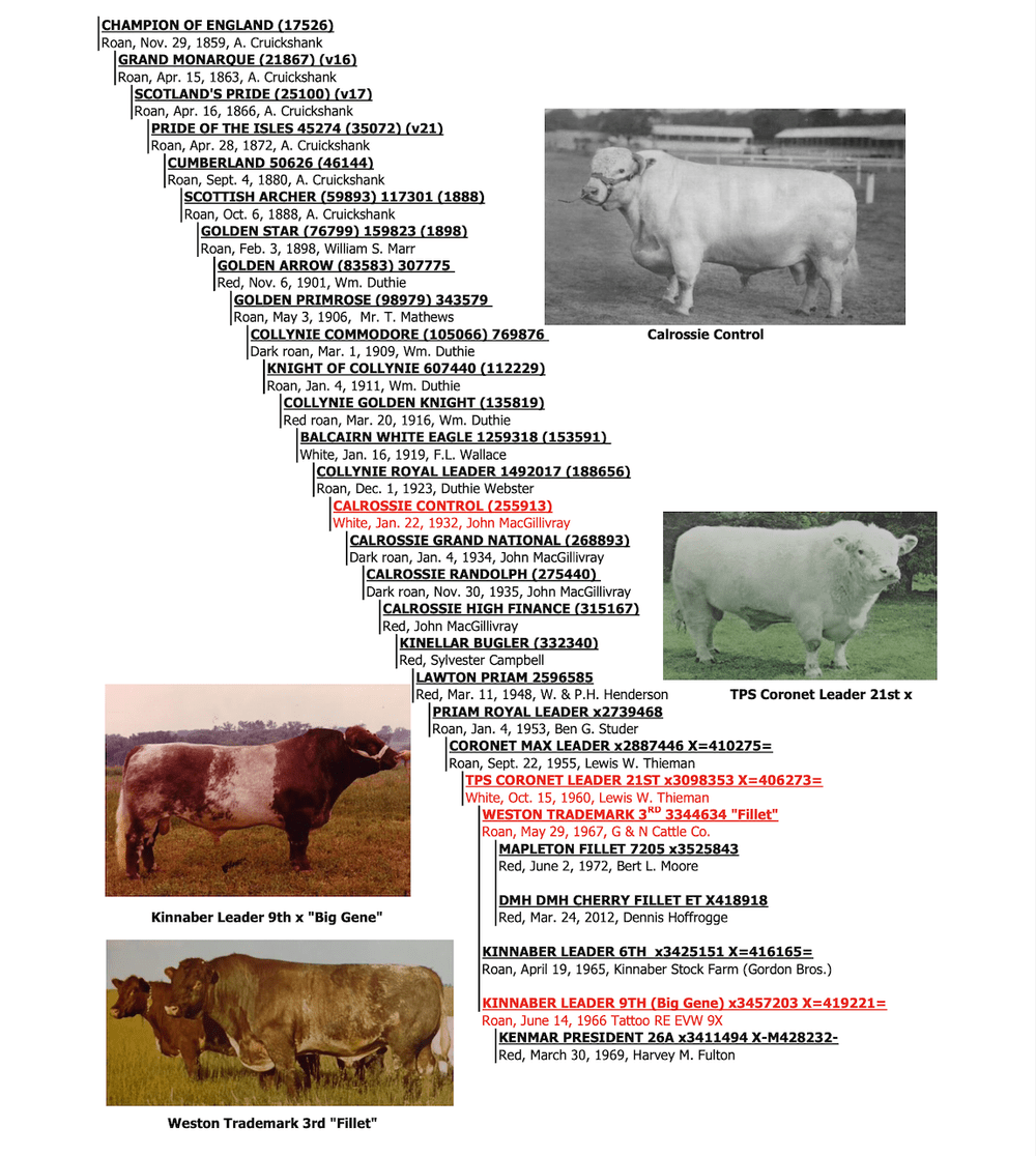 Foundation Sire Lineages — Heritage Shorthorn Society