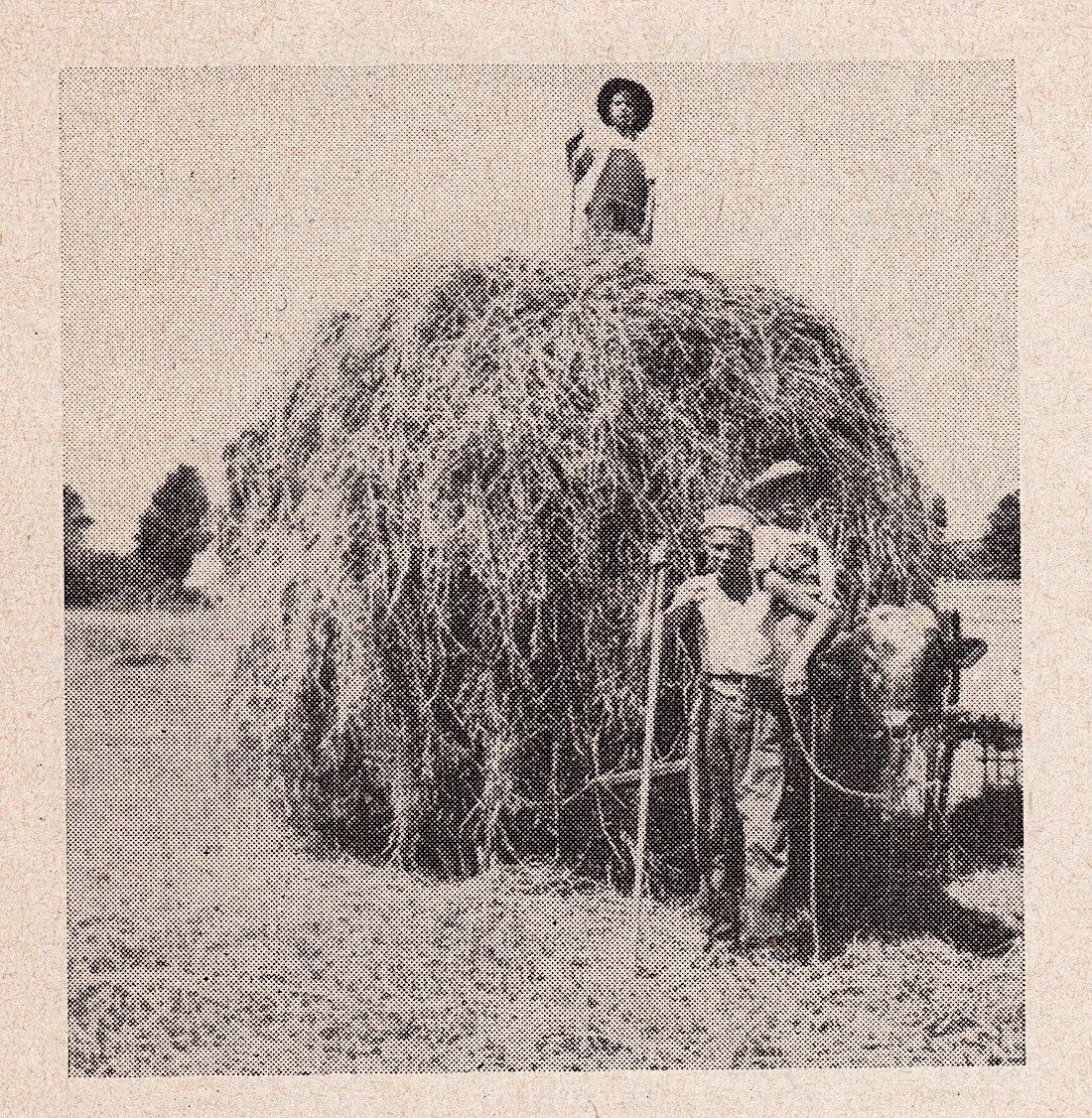 Pictures from the Past — Heritage Shorthorn Society