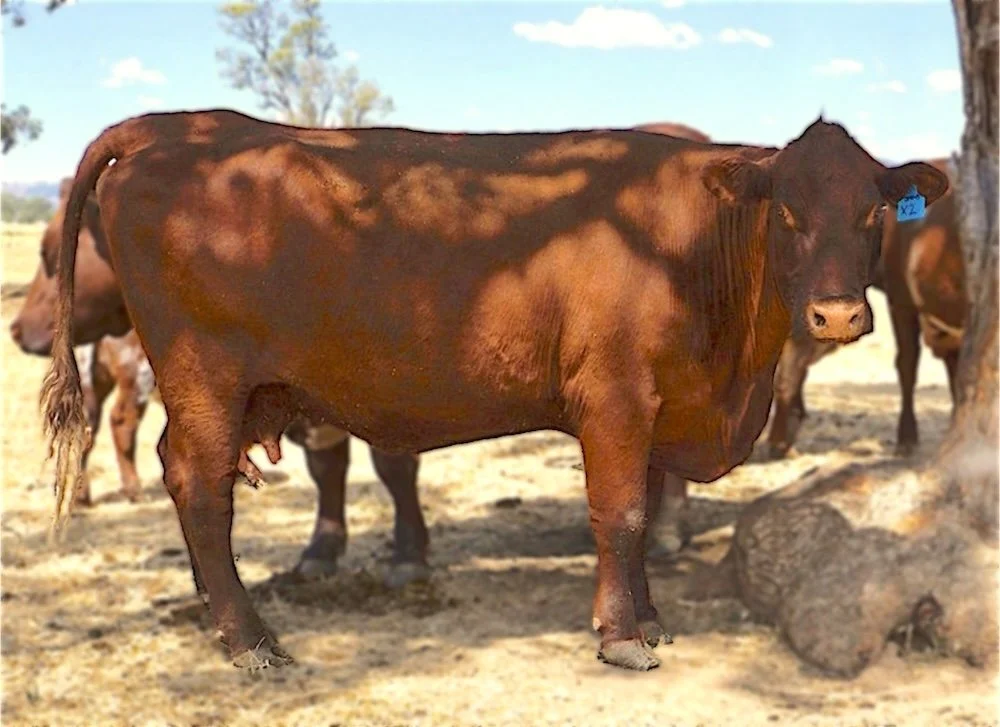 Longevity--The Forgotten Genetic Trait — Heritage Shorthorn Society