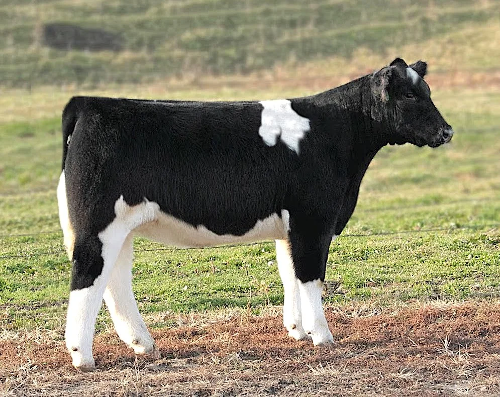 "Shorthorns"--What's in a Name? — Heritage Shorthorn Society