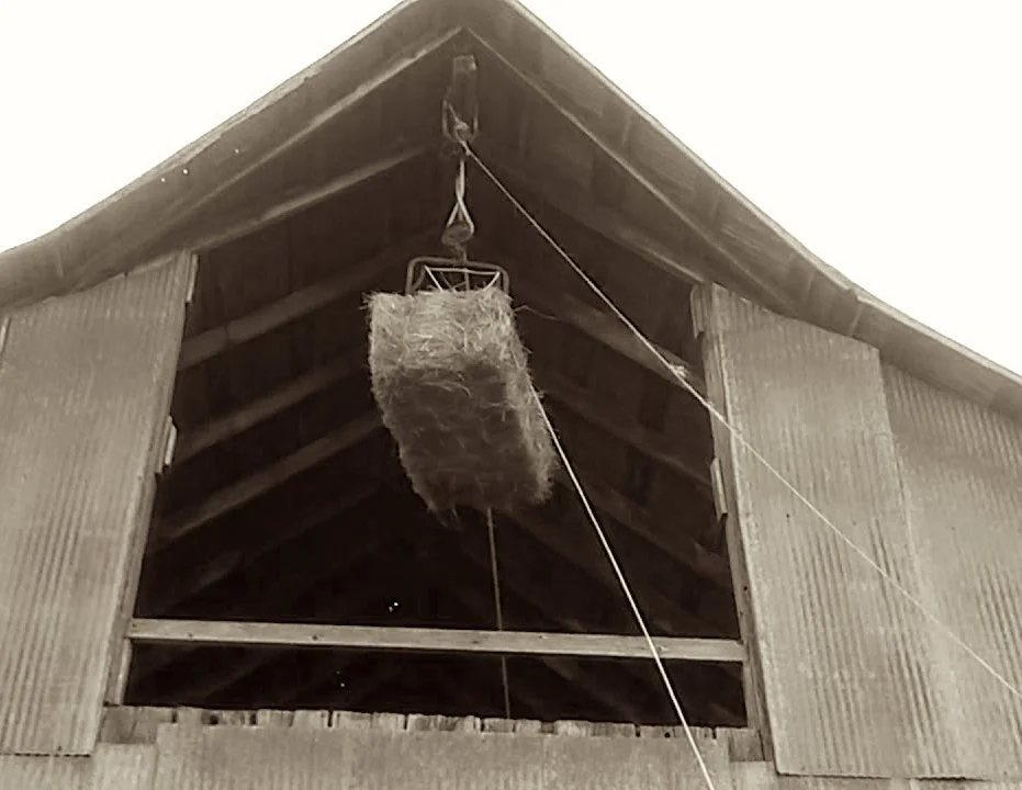 A Shorthorn Heritage (Part 1) — Heritage Shorthorn Society