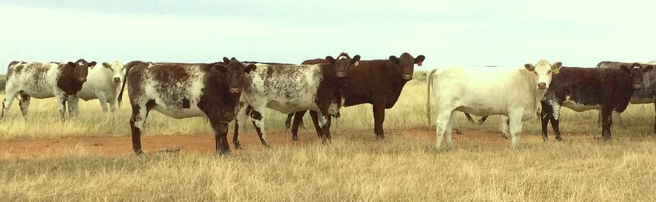 Genetic Testing--Why, Where, & How — Heritage Shorthorn Society