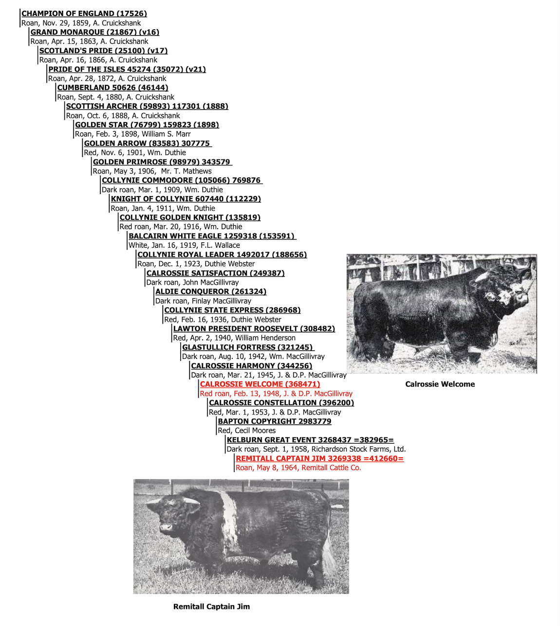 Foundation Sire Lineages — Heritage Shorthorn Society