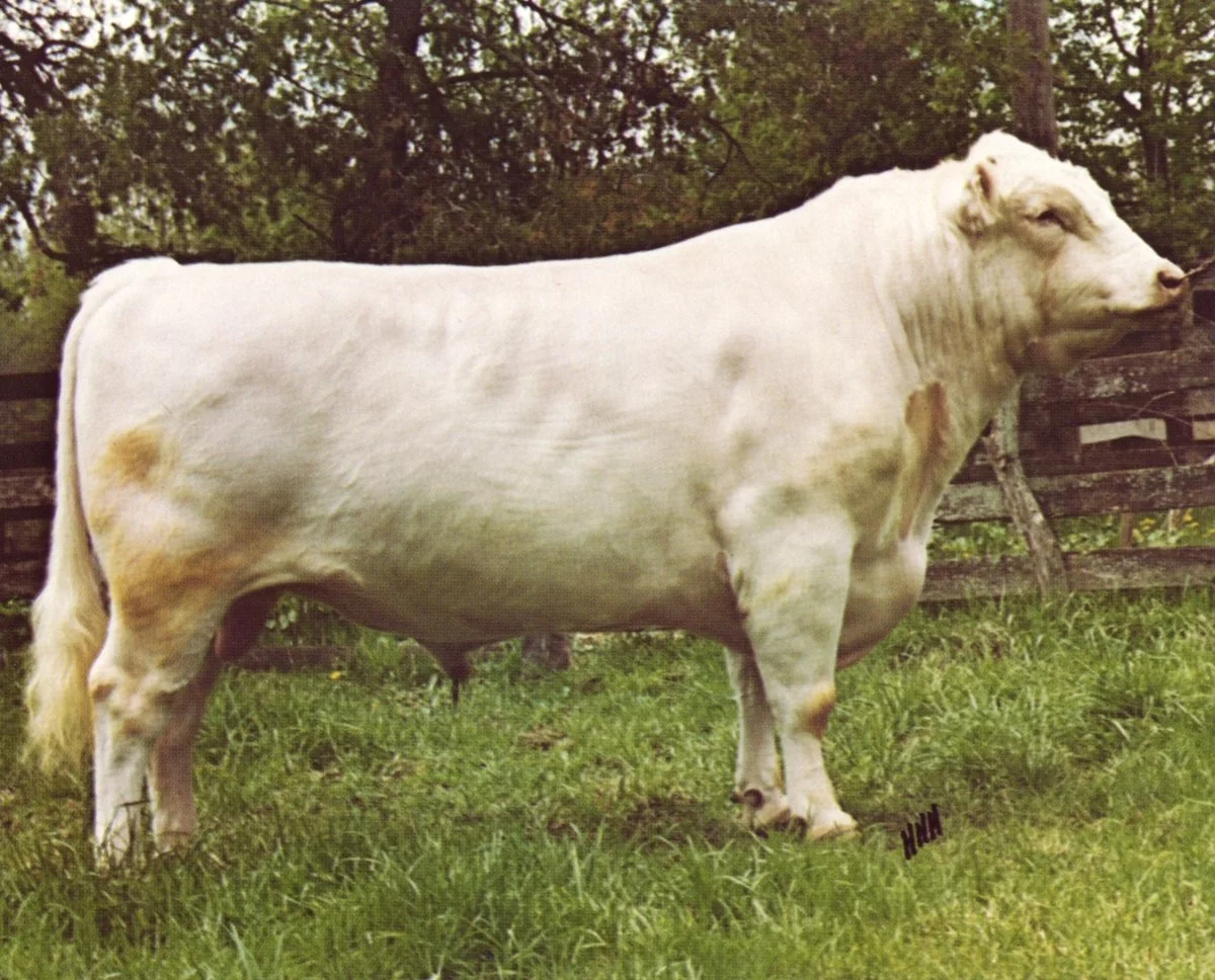 A Shorthorn Heritage (Part 5): On the Road — Heritage Shorthorn Society