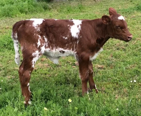 Shorthorn Heifer