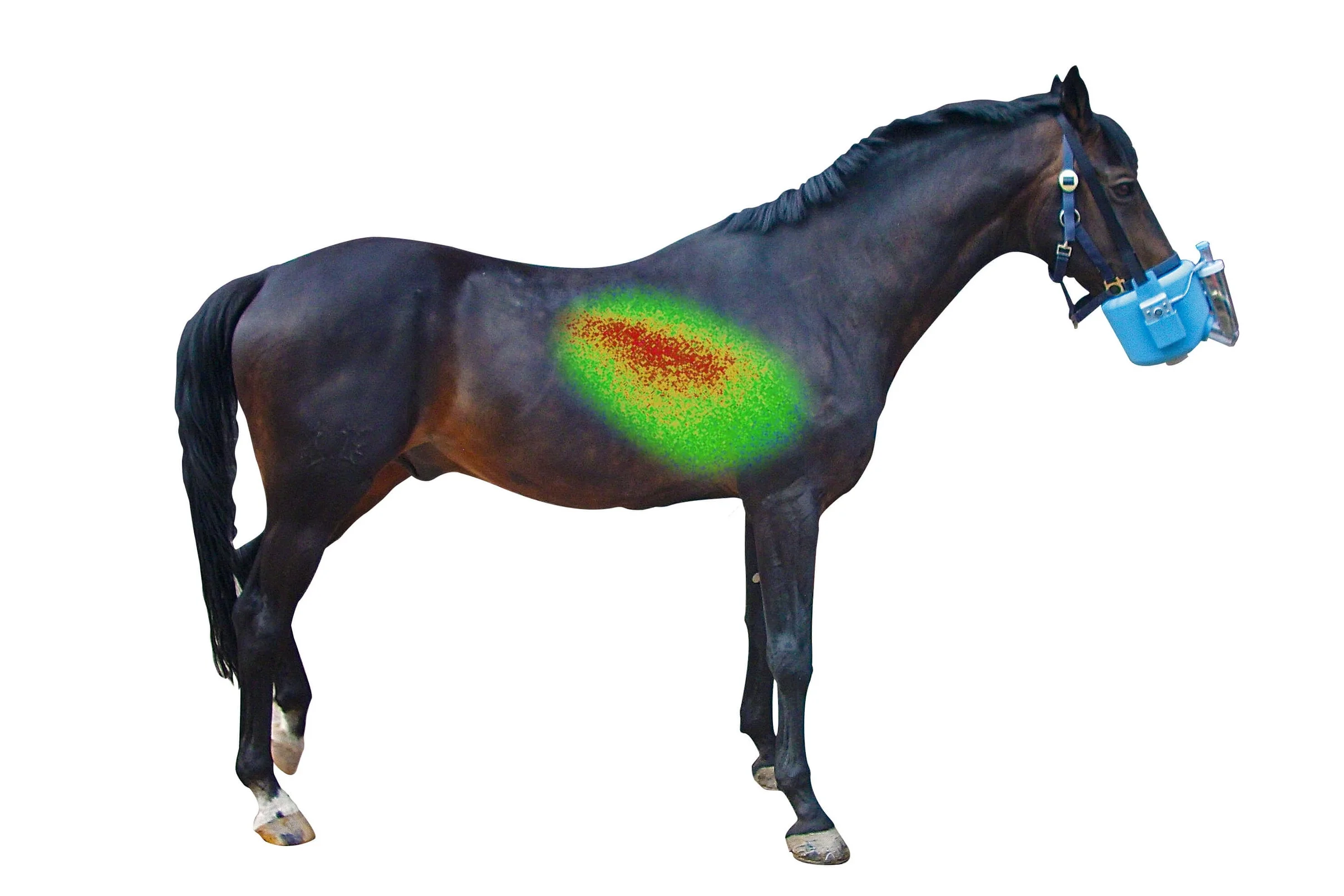 Flexineb® & Nuclear Scintigraphy — Flexineb USA | Portable Equine Nebulizer