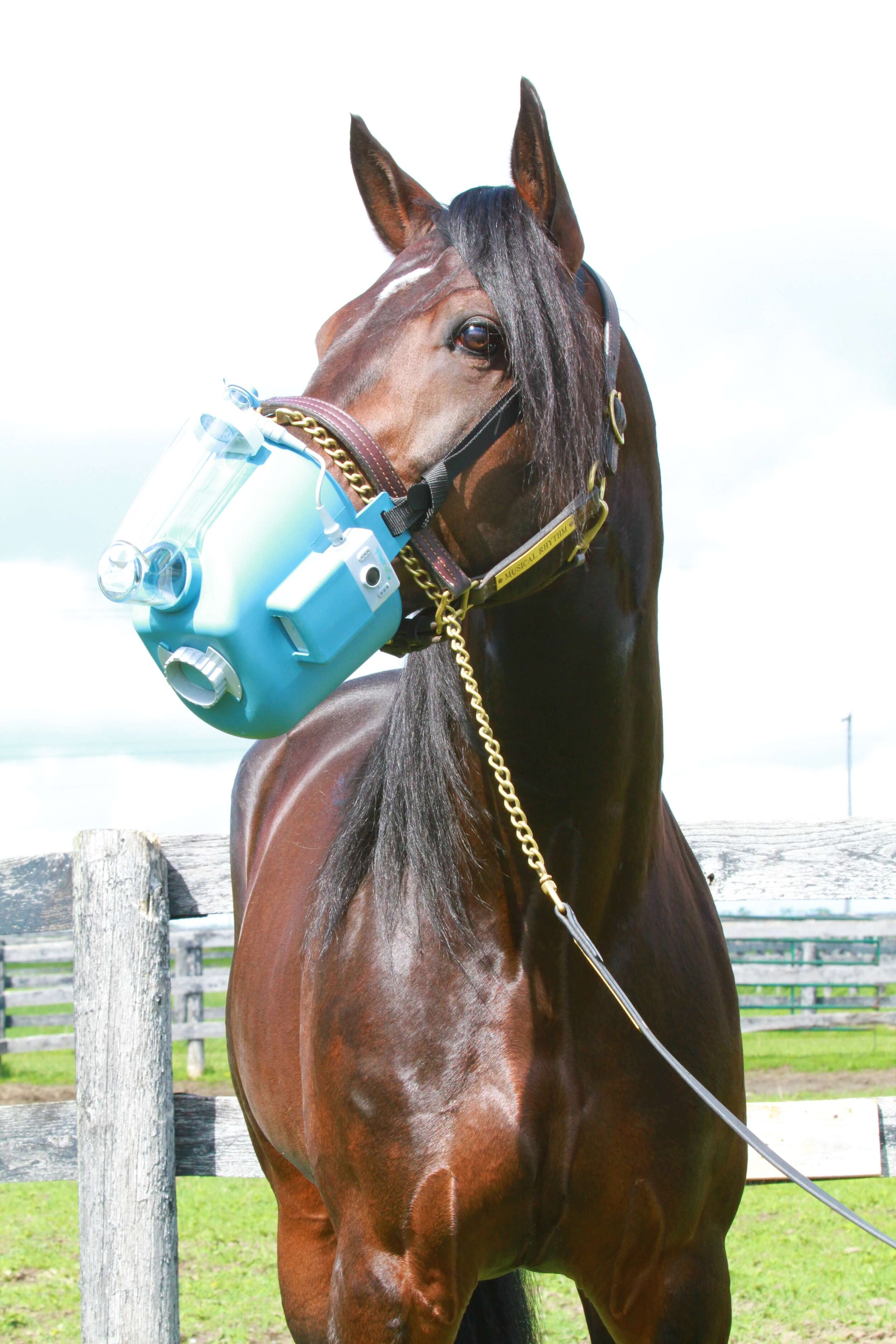 Gallery — Flexineb USA | Portable Equine Nebulizer