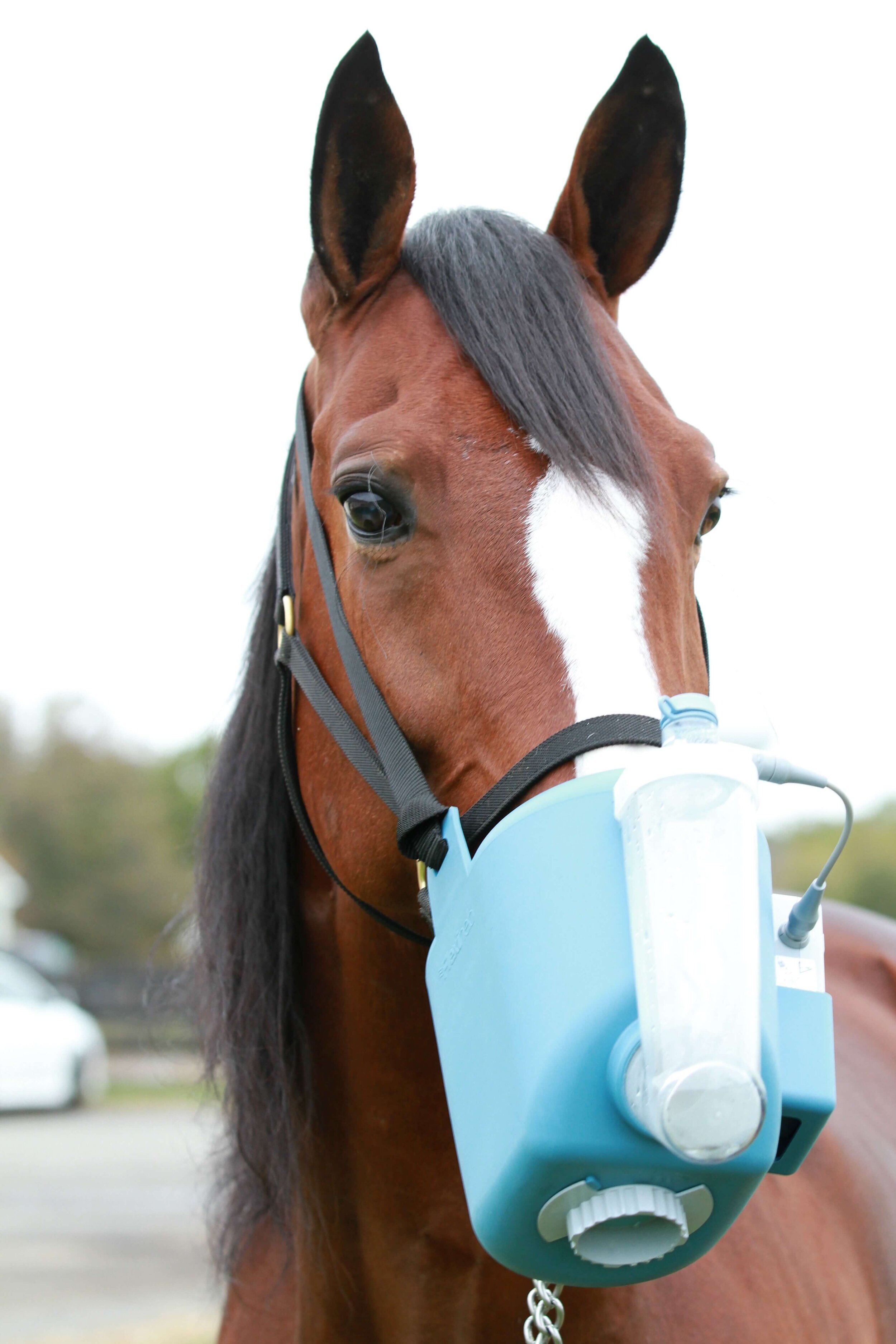 Gallery — Flexineb USA | Portable Equine Nebulizer