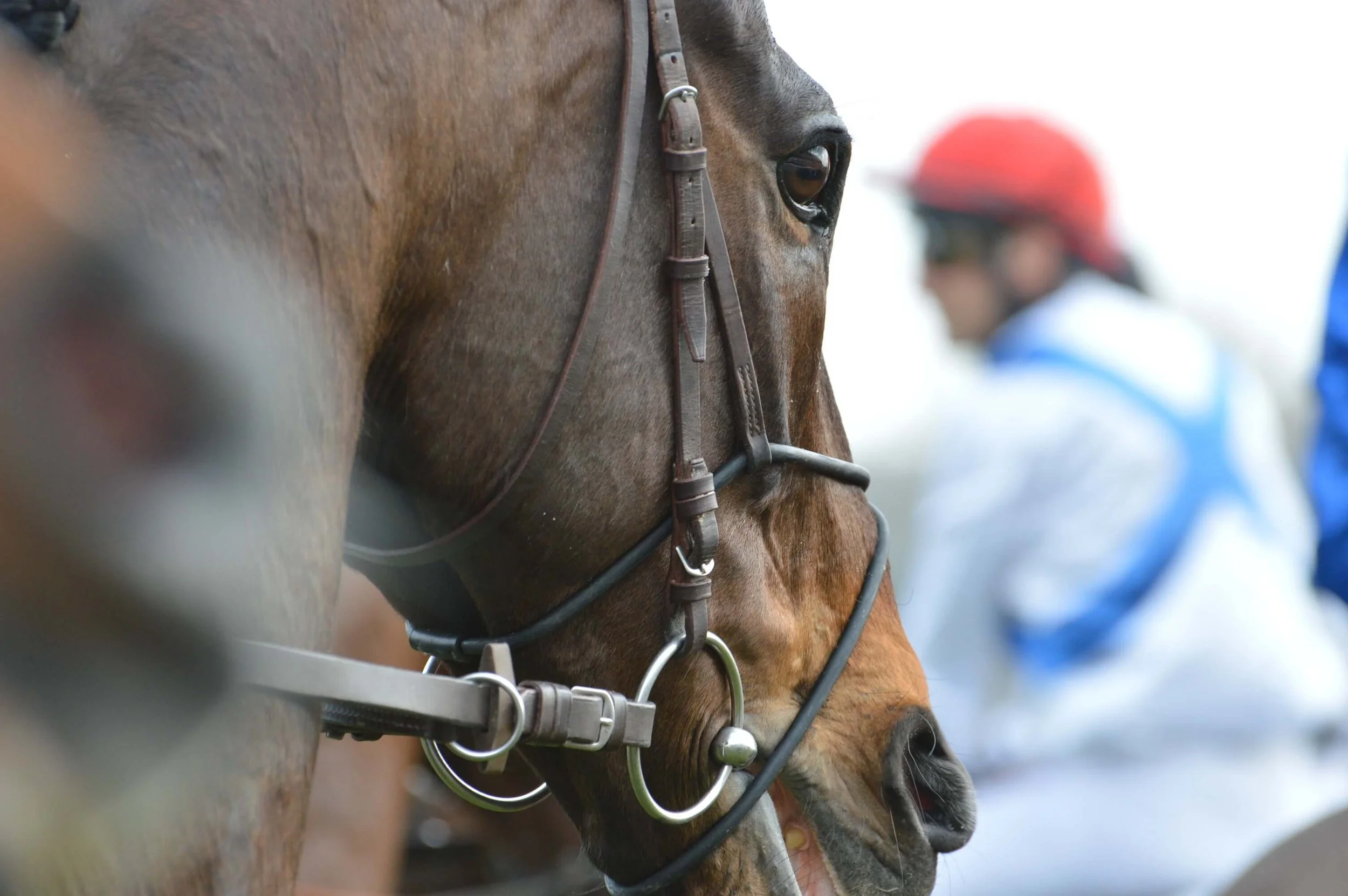 Understanding EIPH, or Bleeding in the Equine Athlete — Flexineb of the ...